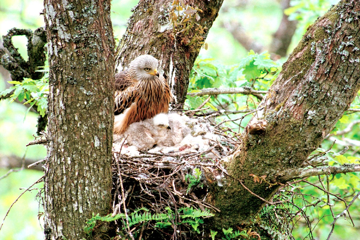 Return of the Red Kite, one of the Longest Conservation Projects in the ...