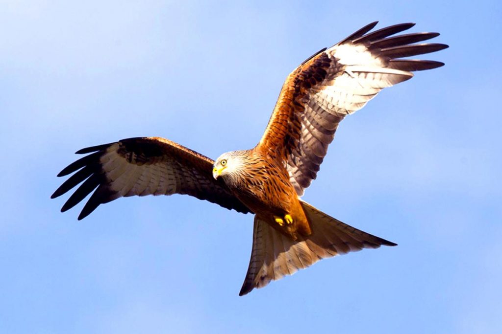 Return of the Red Kite, one of the Longest Conservation Projects in the ...